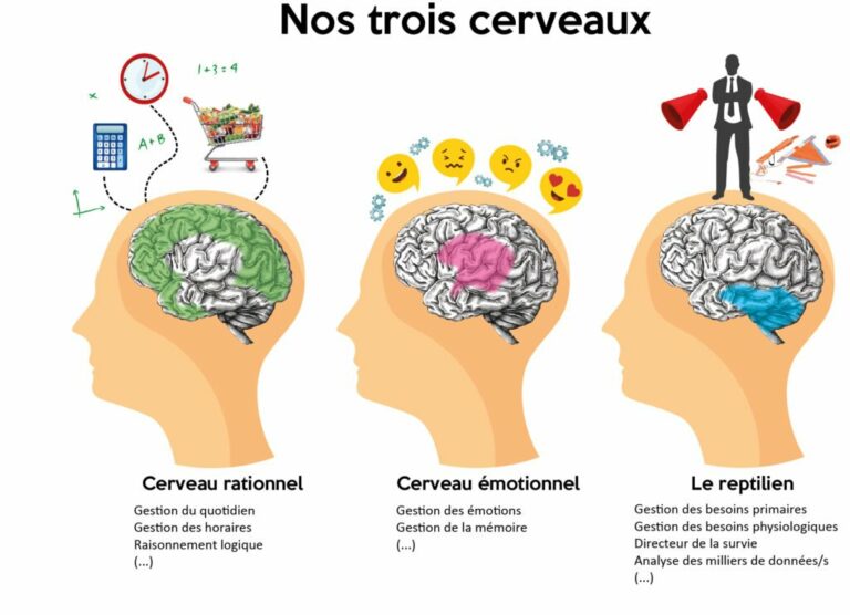 Le fonctionnement du cerveau et les émotions - Séverine Peugniez